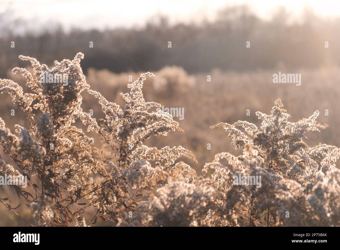 Dry sedge grass in the wind. Pastel neutral colors. Earth tones ...