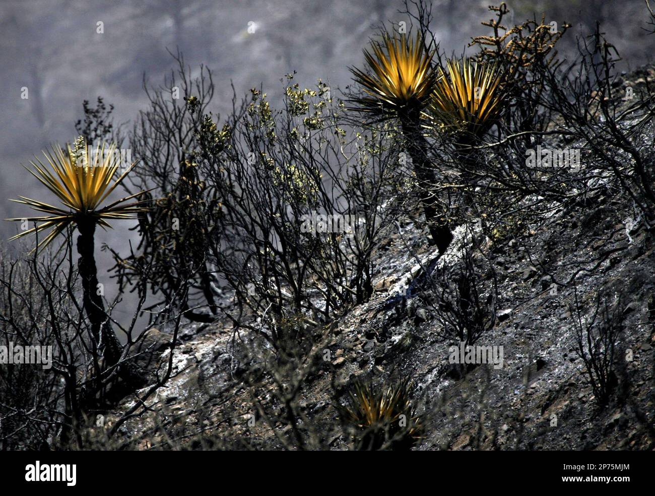 Vegetation charred by the Monument Fire is visible from Montezuma Pass ...