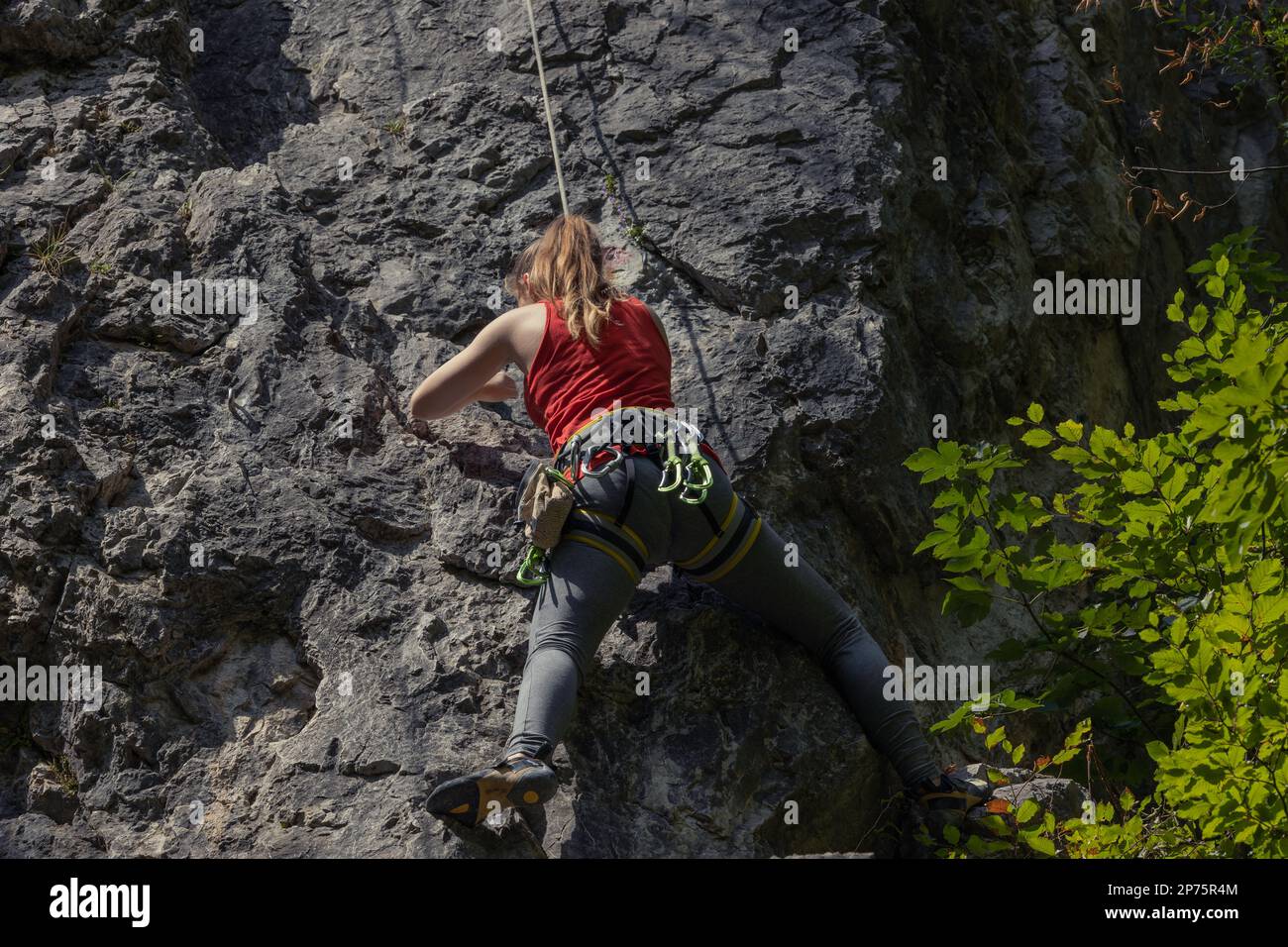A young woman with a rope engaged climbing on the cliff. A woman climbs ...