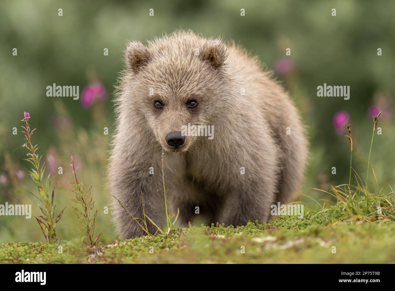 ADORABLE images of the fluffiest brown bear you are likely to see have ...