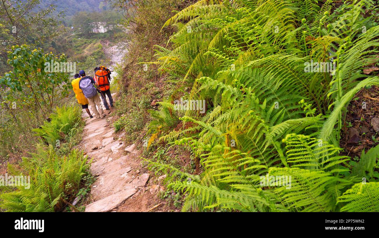 Hikkers on Route, Mountain Forest Footpath, Trek to Annapurna Base Camp ...