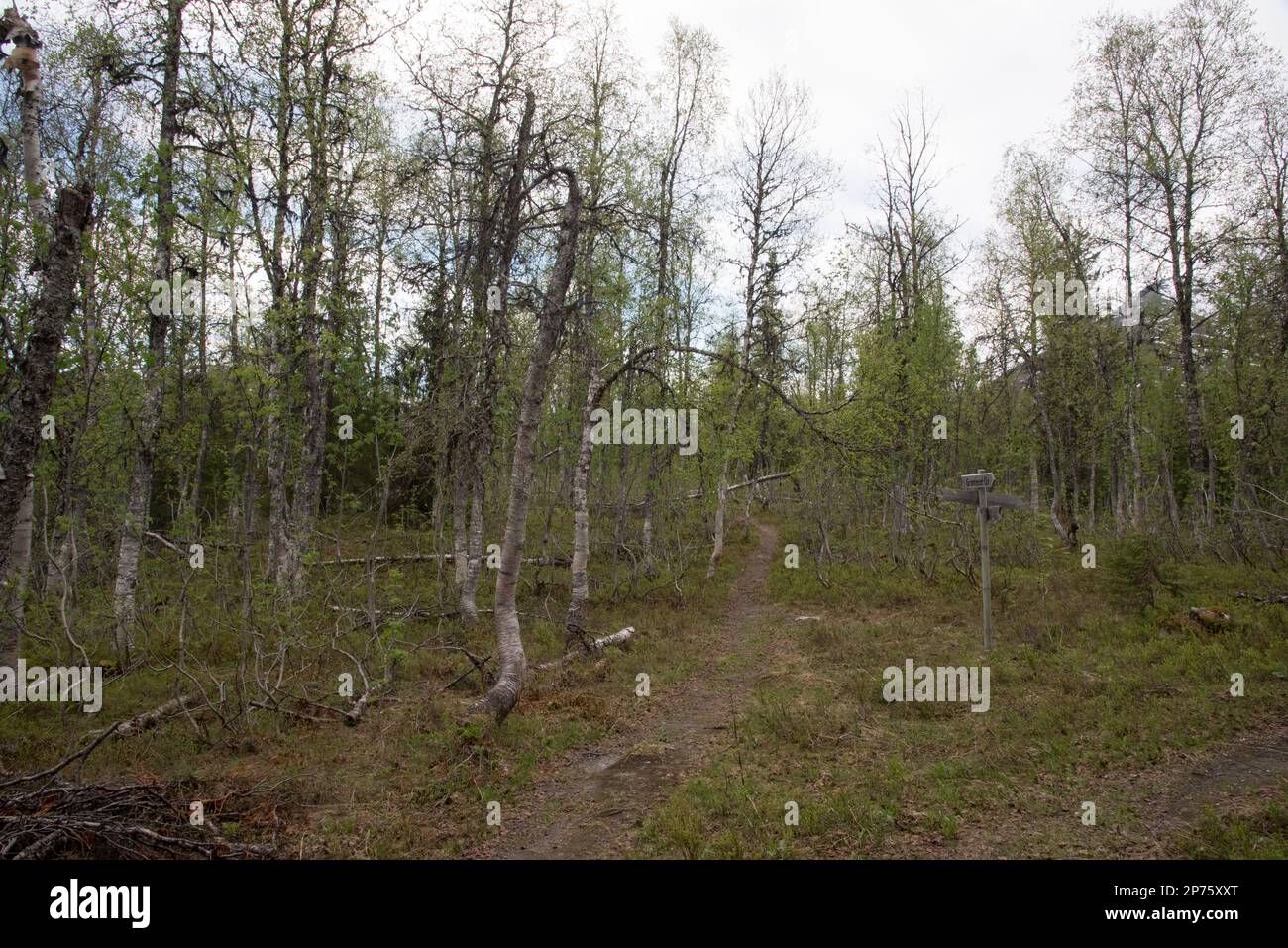 highland birch forest in Stormdalen in Saltfjellet-Svartisen National ...