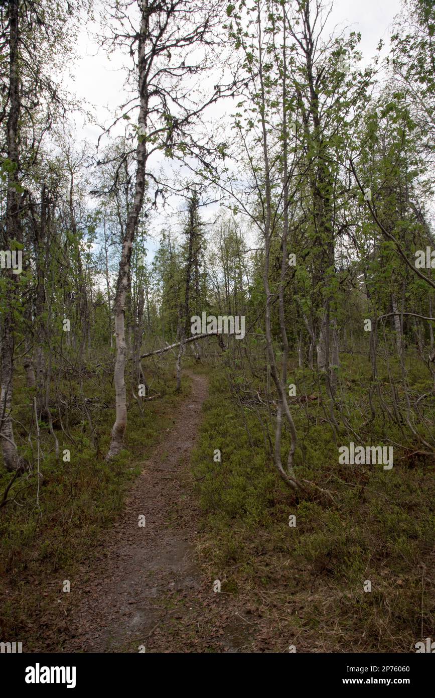 highland birch forest in Stormdalen in Saltfjellet-Svartisen National ...