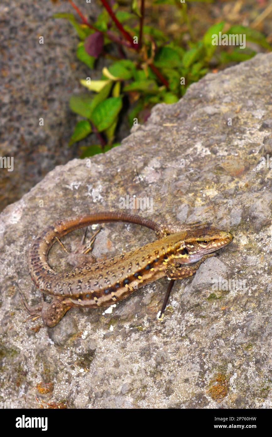 La Palma lizard, Sizeable lizard, Wall lizard, Lagarto Tizón, Gallotia ...