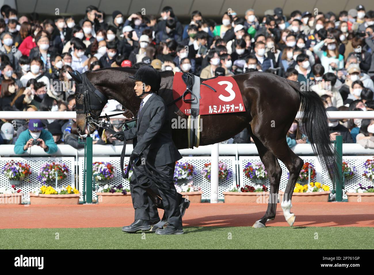 Hyogo, Japan. 4th Mar, 2023. Rumino Meteore is led through the paddock ...