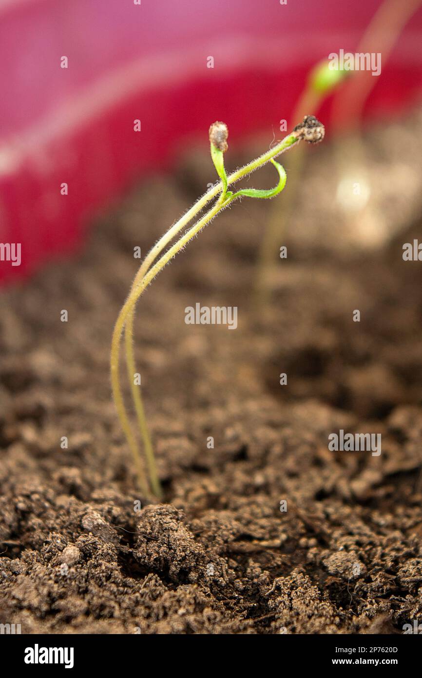 Cherry tomato seedlings begining to sprout in a pot with earth Stock ...