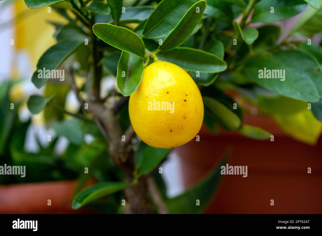 Limequat floridana citrus lemon tree in a small pot. This is a dwarf ...