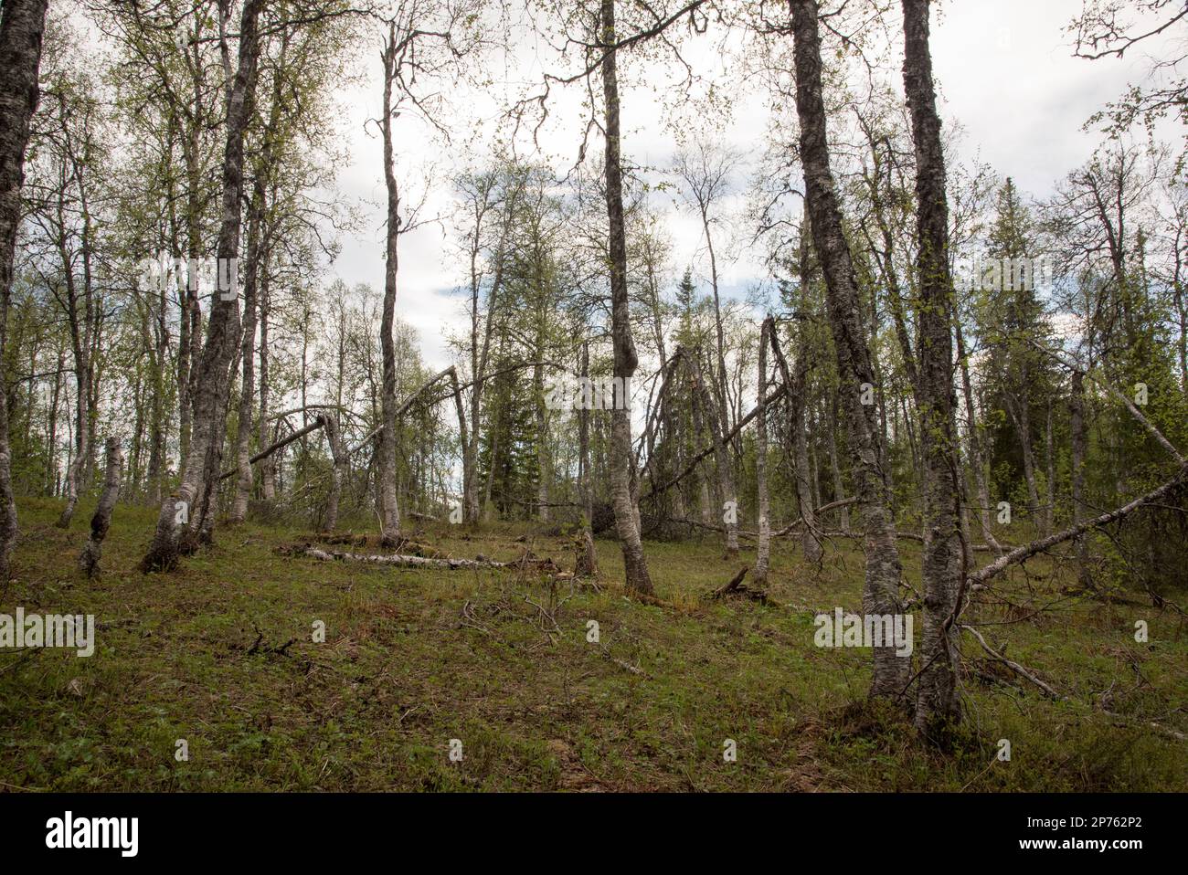 highland birch forest in Stormdalen in Saltfjellet-Svartisen National ...