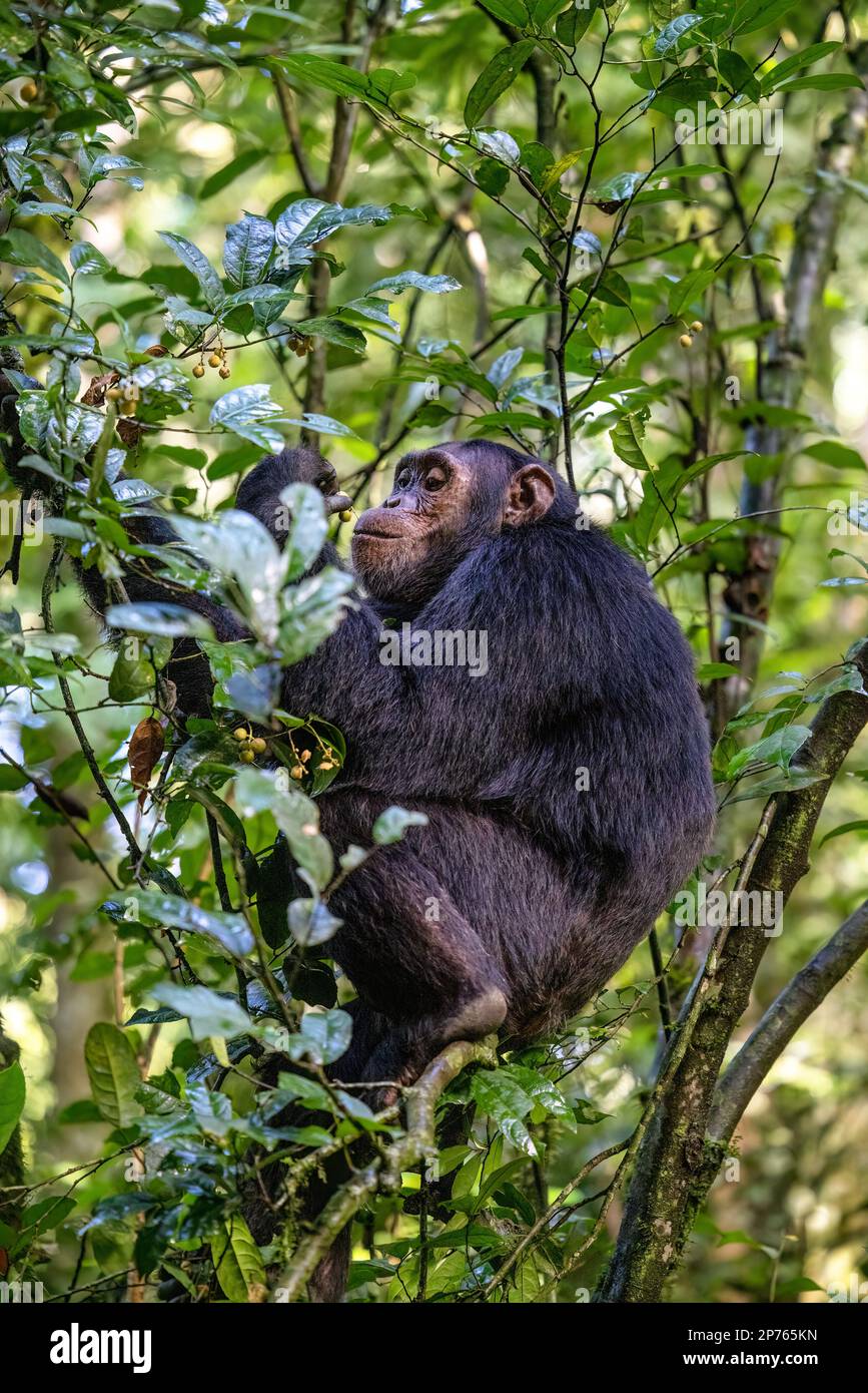 Adult chimpanzee, pan troglodytes, eats fruit in the tropical ...