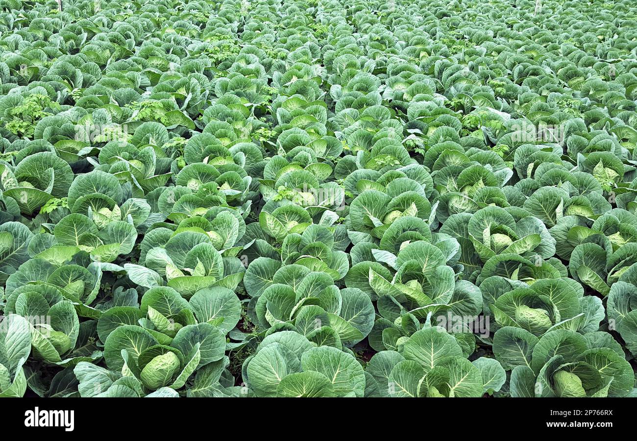 Cabbage is a plant belonging to the Brassicaceae family Stock Photo - Alamy