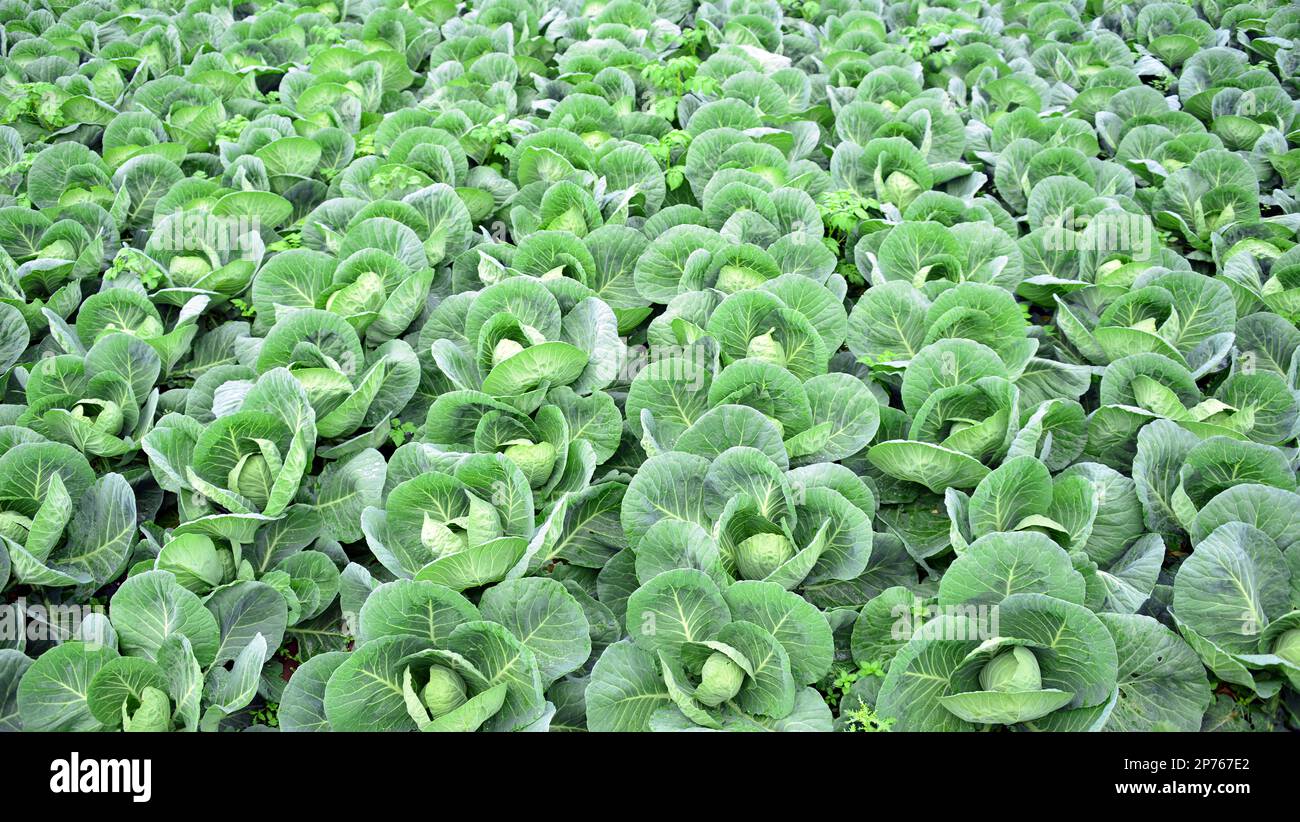 Cabbage is a plant belonging to the Brassicaceae family Stock Photo - Alamy