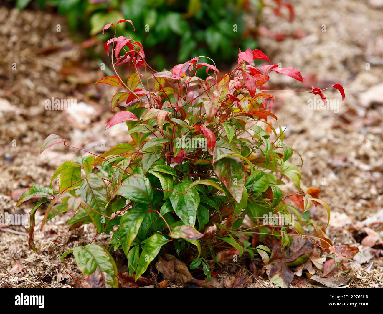 Red and green winter leaves Nandina domestica Fire Power Stock Photo ...