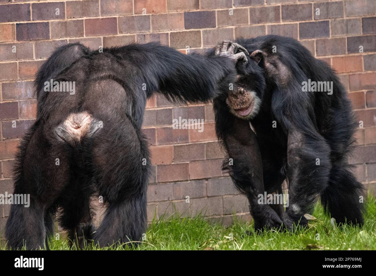 HILARIOUS images show two Chester Zoo chimps engaged in a heated ...