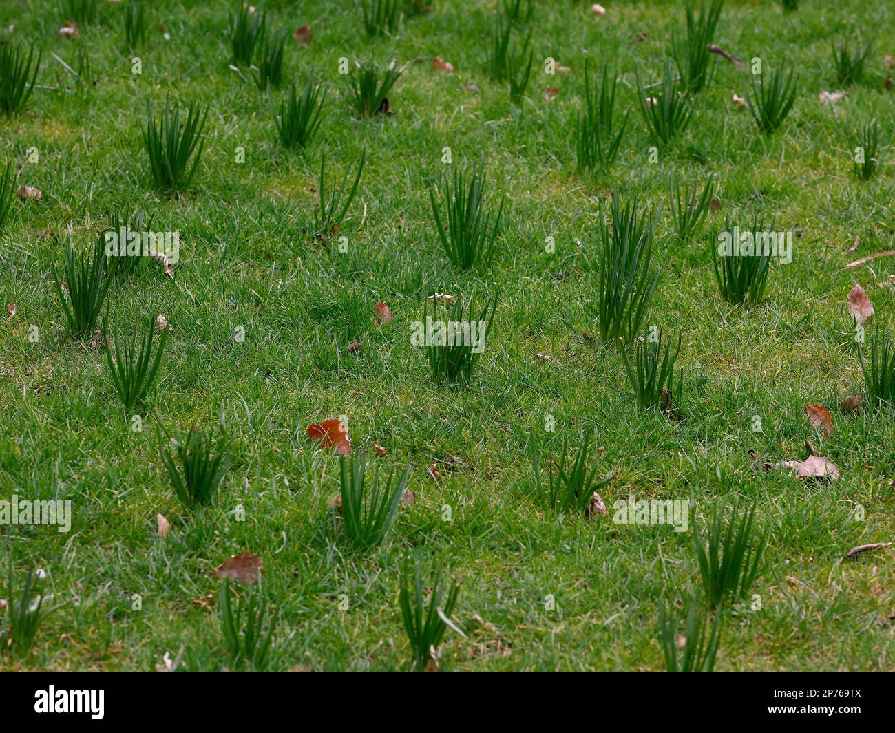 Planting distance visible between spring flowering bulbs planted in the ...