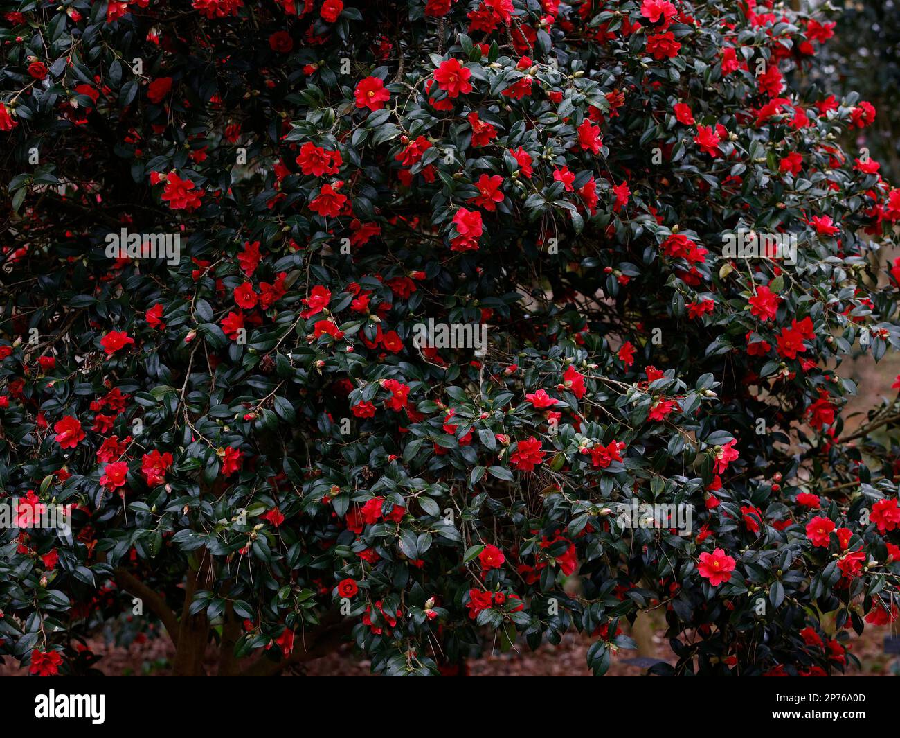 Belt flower plants hi-res stock photography and images - Alamy
