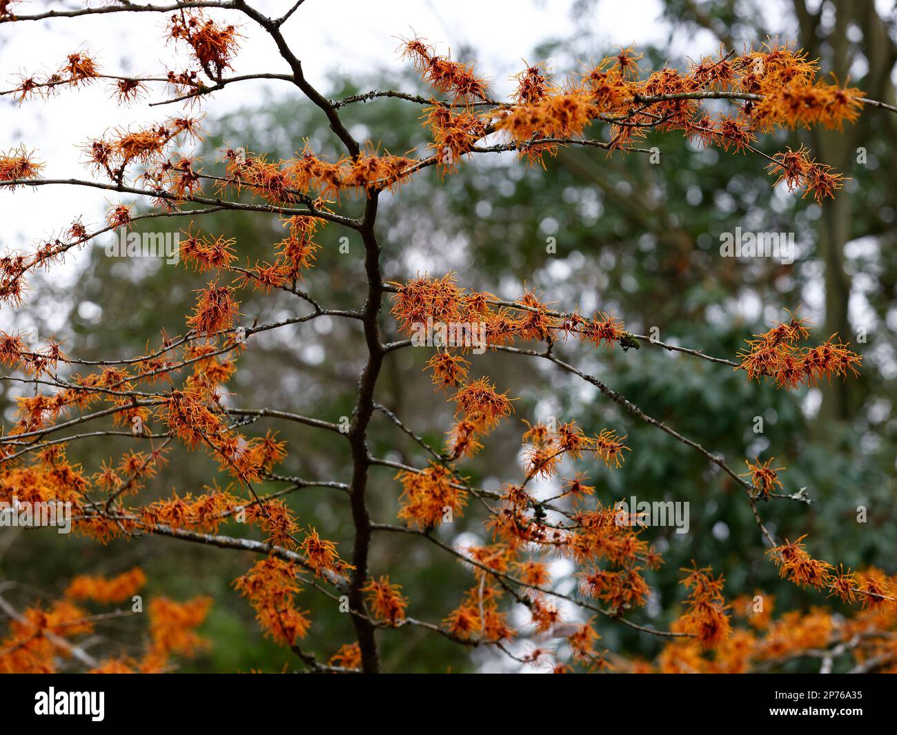 Winter flowers Hamamelis intermedia Aphrodite or witch hazel Stock ...