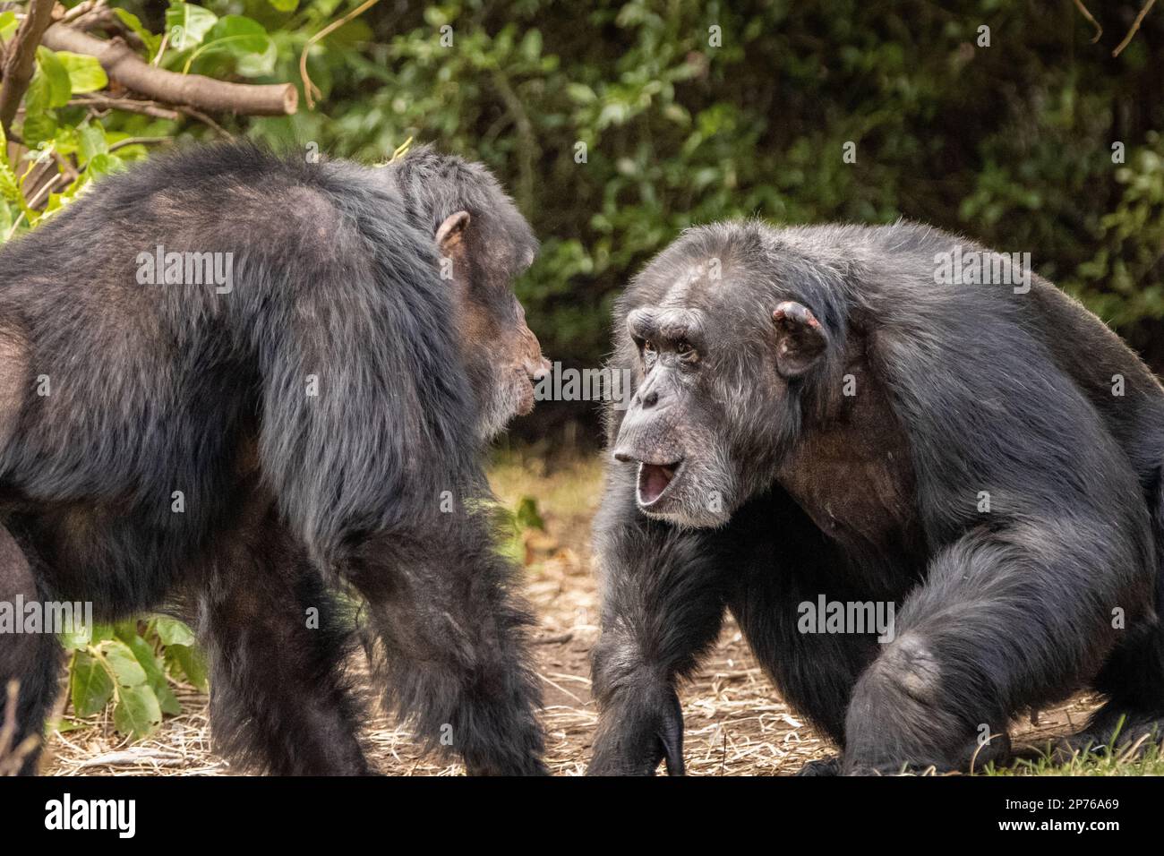 HILARIOUS images show two Chester Zoo chimps engaged in a heated ...