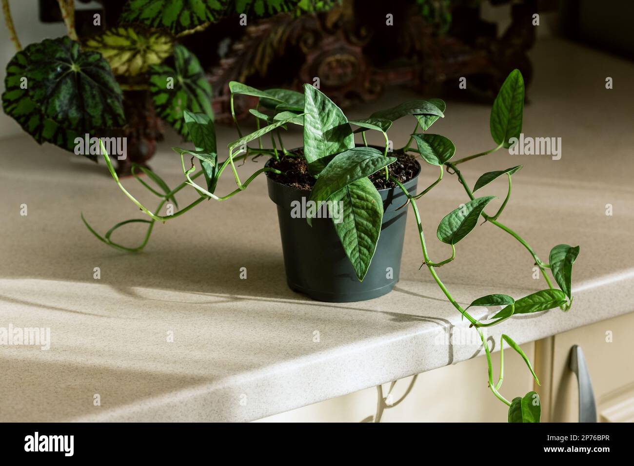 Epipremnum Pinnatum Cebu Blue, Tropical Houseplant with Silver Blue ...