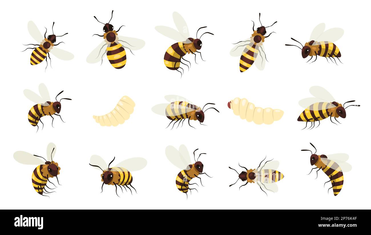 Honey bee bug. Winged buzz flying insect, striped bumblebee wasp with ...