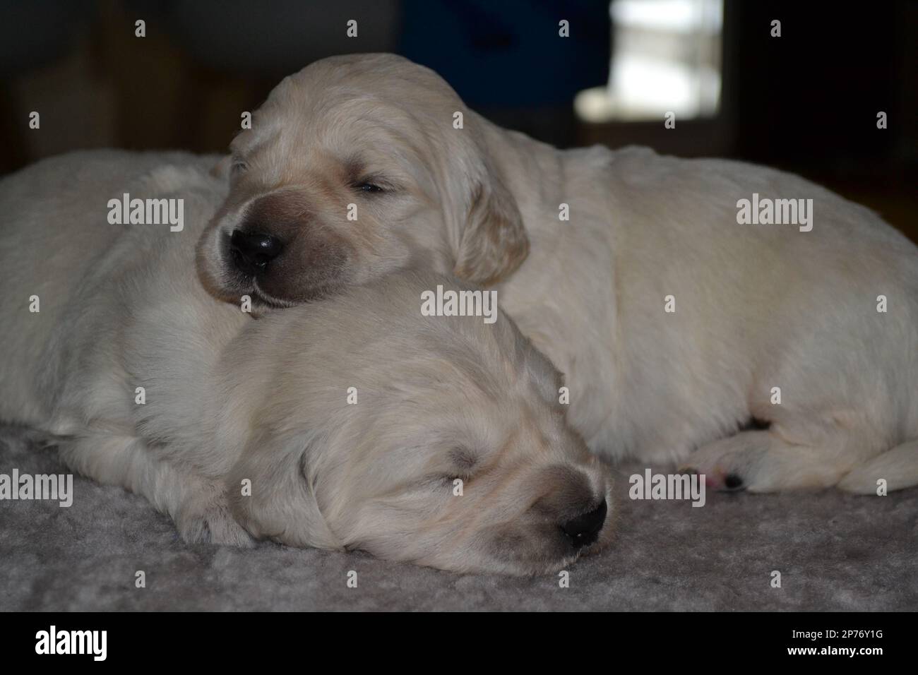 Golden Retriever Puppies Cuddling Together Stock Photo - Alamy