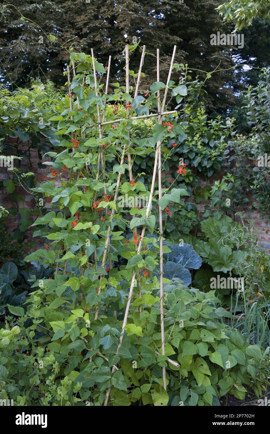 Runner beans in vegetable plot Stock Photo - Alamy