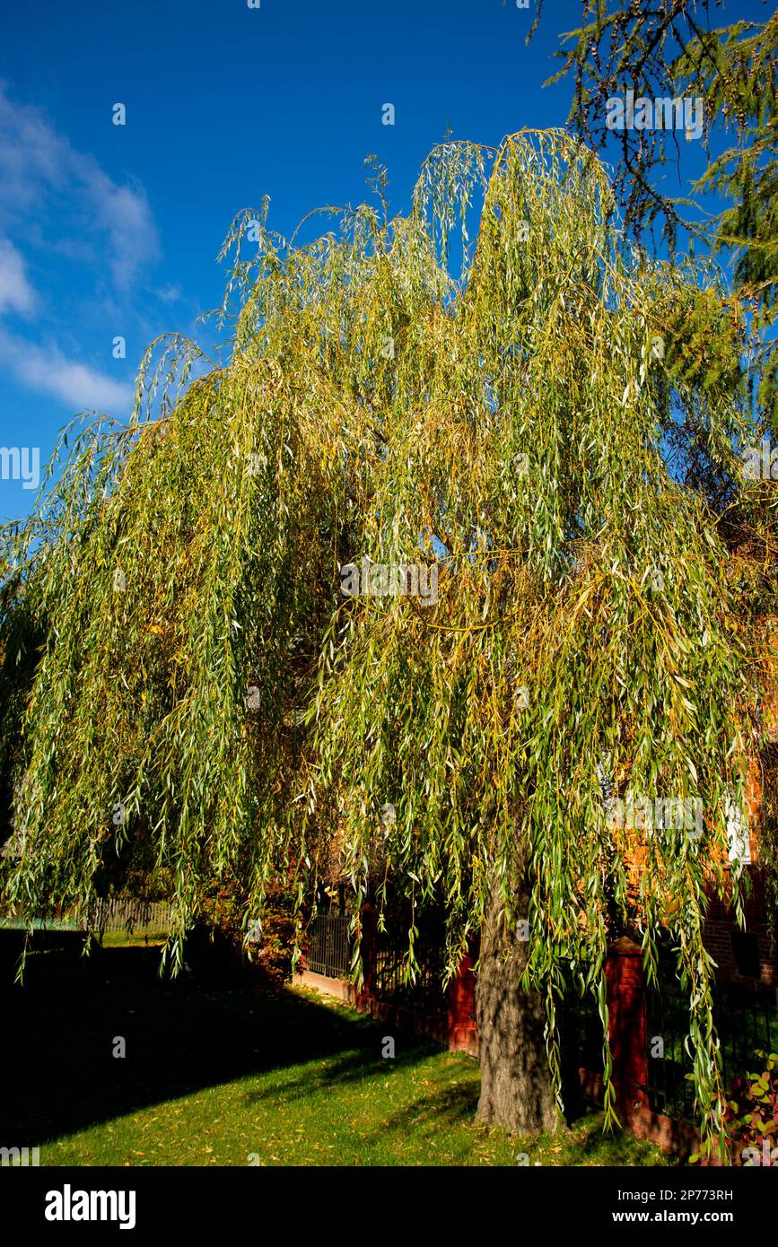Weeping Willow In Yard at Sandy Vincent blog