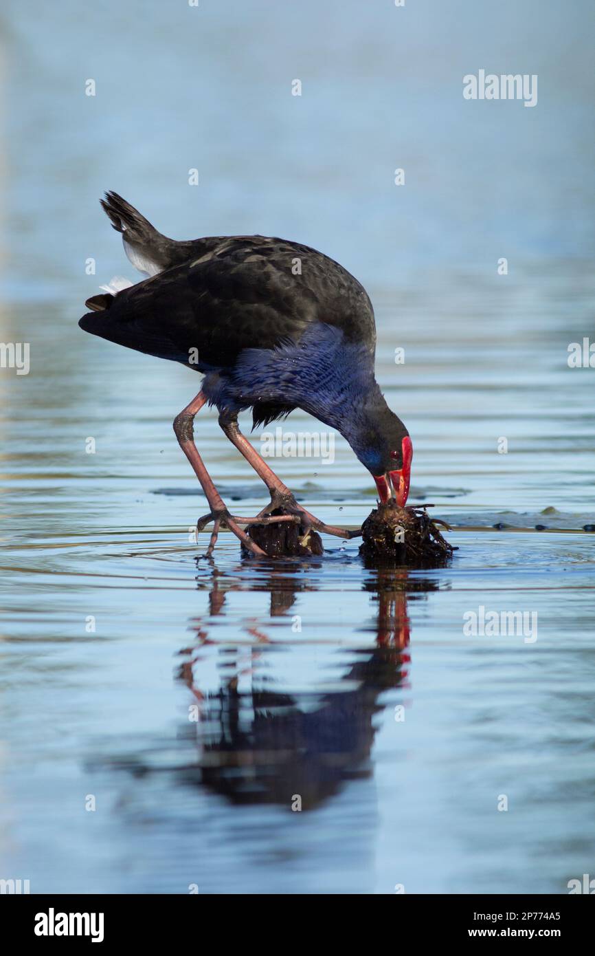 Swamp hen hi-res stock photography and images - Alamy