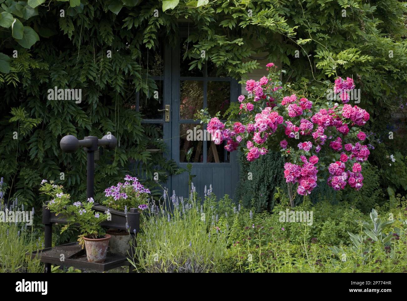Pink roses in cottage garden setting Stock Photo - Alamy