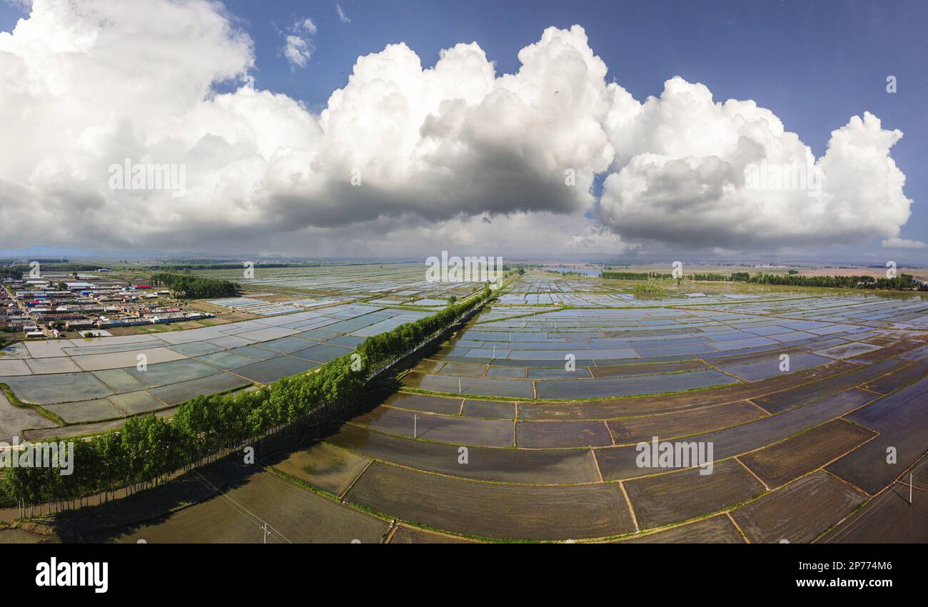 The northeast rice field in spring scenery Stock Photo - Alamy