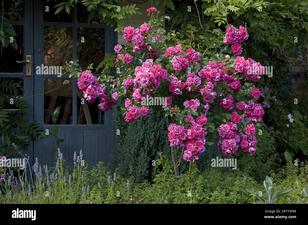 Cottage garden roses lavender hi-res stock photography and images - Alamy