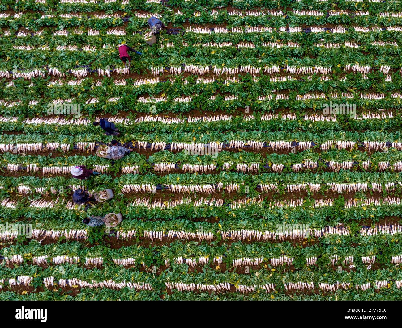Chongqing WuXi villagers rush in the harvest mountain radish red pool ...