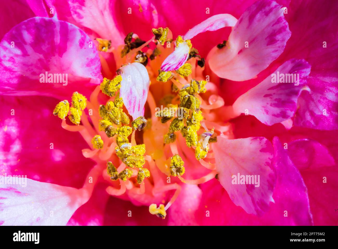 Camellia Williamsii Grand Jury flowering in Spring in a Devon Country ...