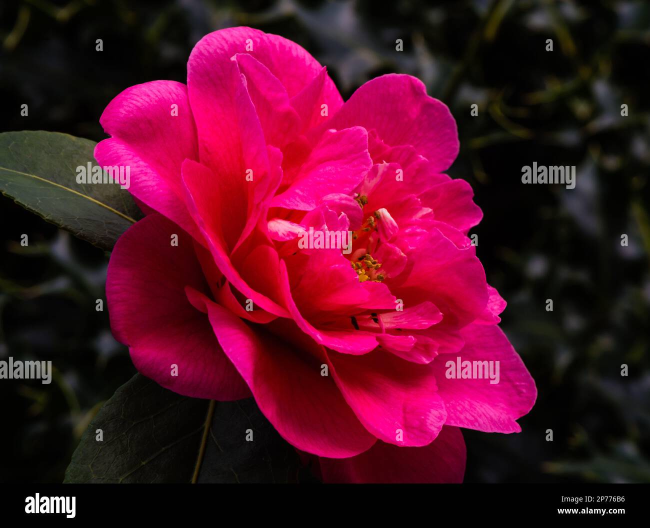 Camellia Williamsii Grand Jury flowering in Spring in a Devon Country ...