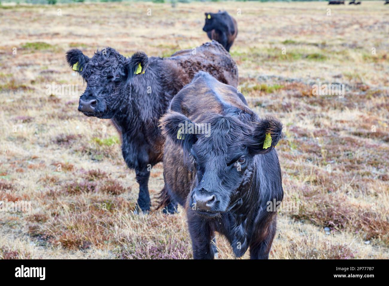 Denmark animals hi-res stock photography and images - Alamy