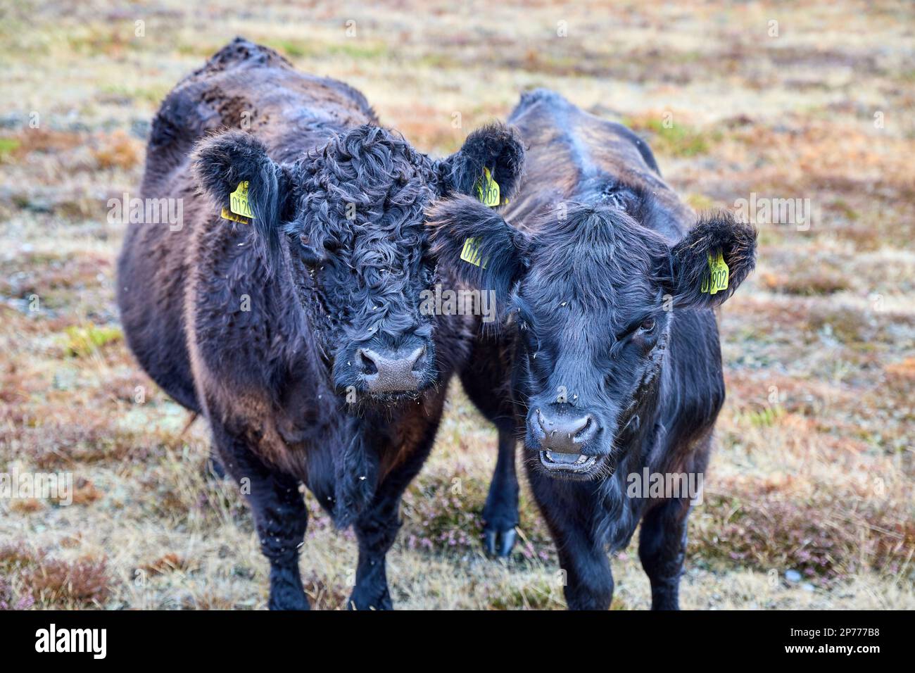 Denmark animals hi-res stock photography and images - Alamy