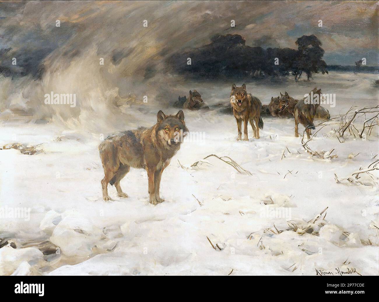 Wilki hi-res stock photography and images - Alamy