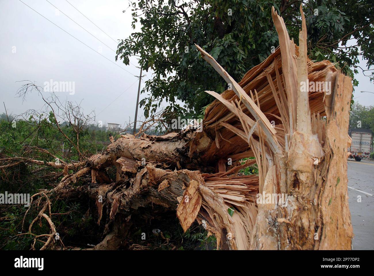 A damaged tree is seen after a rain storm in Guangzhou in south China's ...