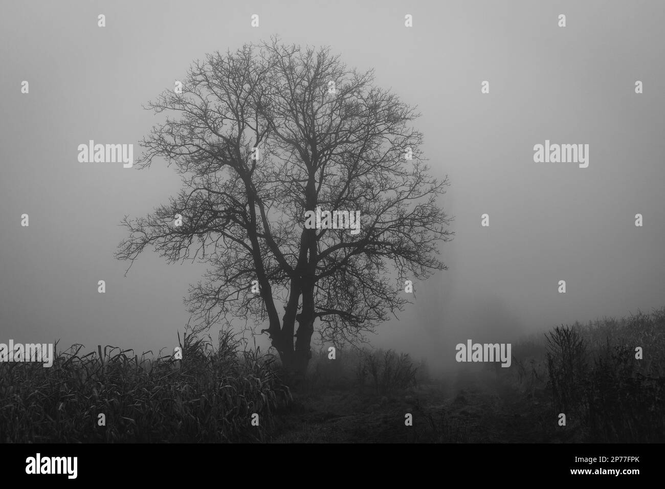 Light on single tree Black and White Stock Photos & Images - Alamy