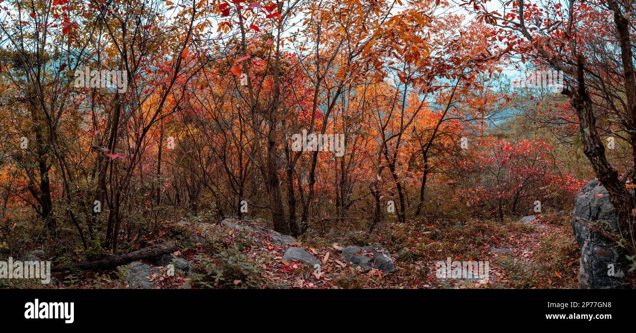 Fog and tourist no one has small mountains with nature hi-res stock ...