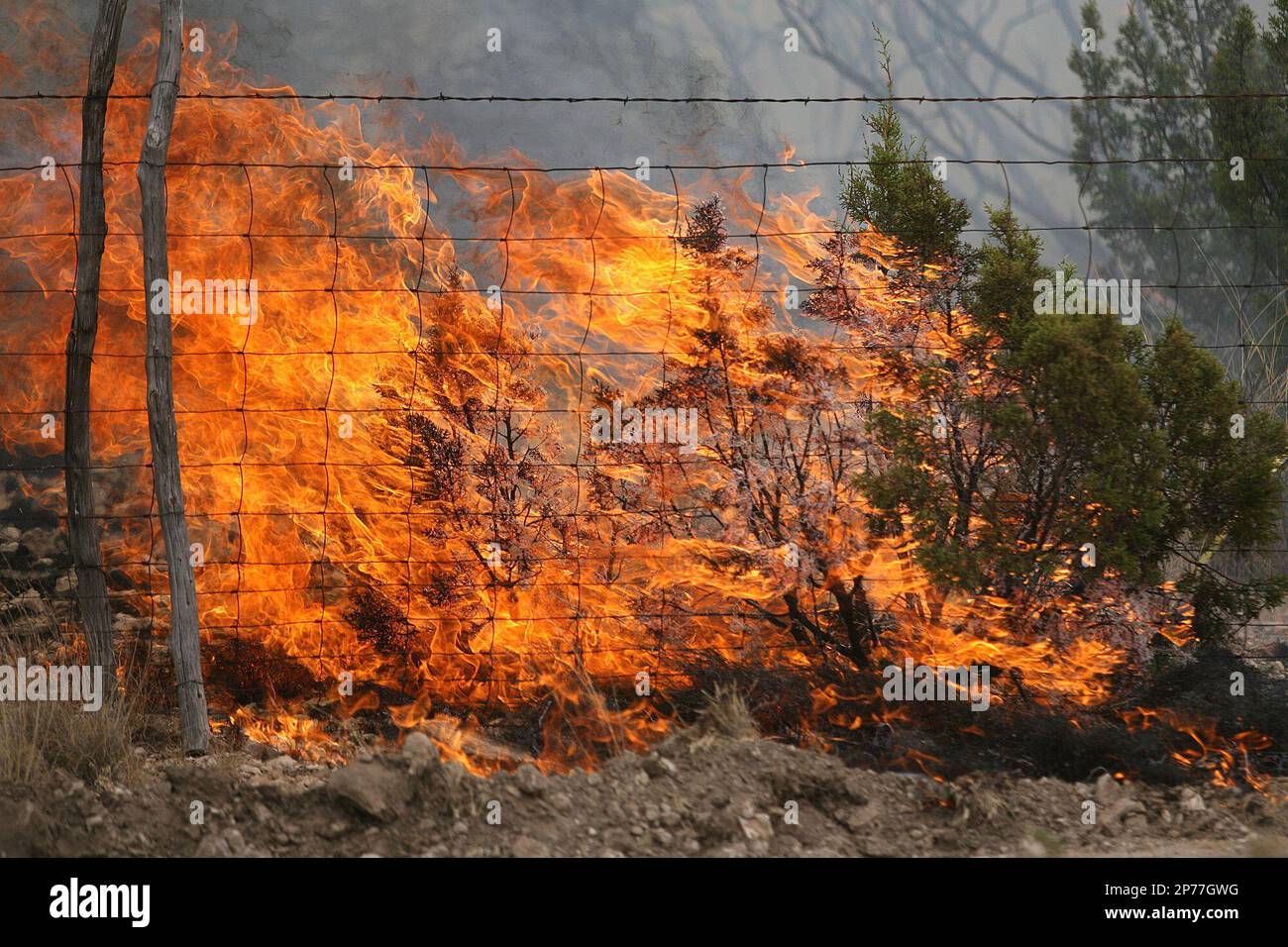 A half-eaten Juniper bush, one of many ignited by fire crews along ...