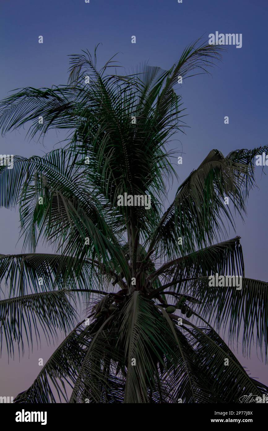 Coconut tree nature hi-res stock photography and images - Alamy