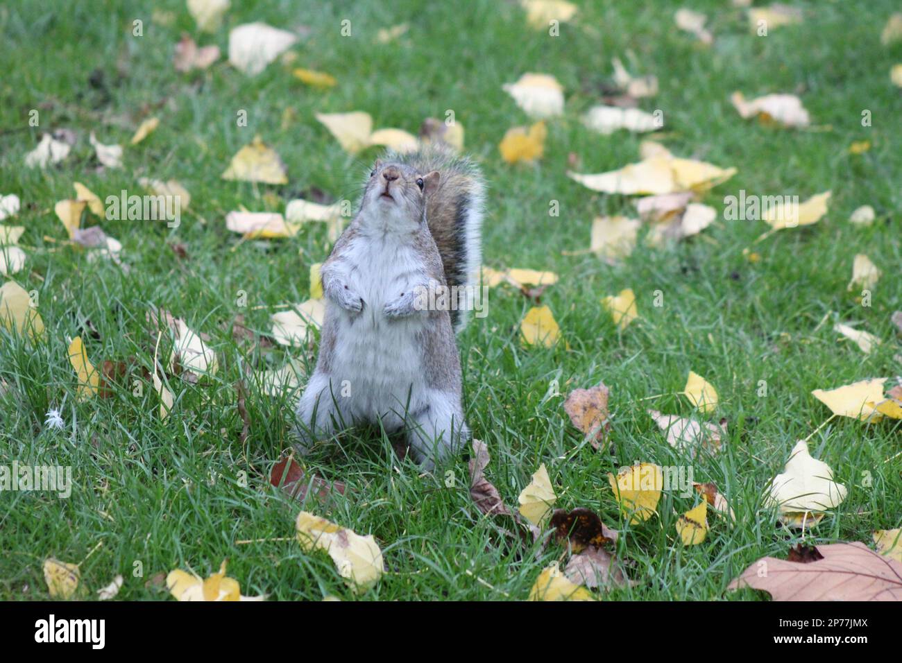Squirrels in green park london hi-res stock photography and images - Alamy
