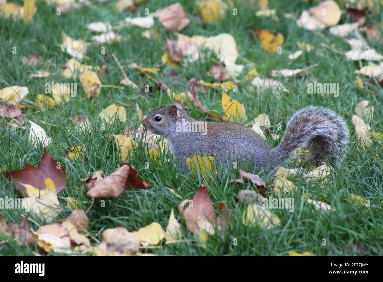 Grey Squirrel in Green Park London eating Nuts Stock Photo - Alamy
