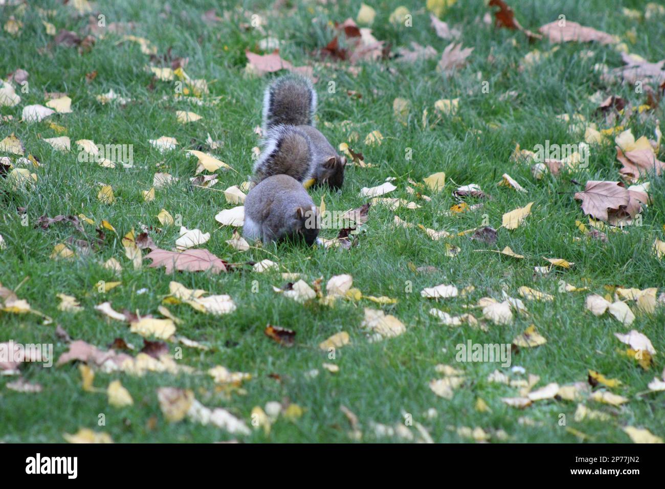Squirrels in green park london hi-res stock photography and images - Alamy