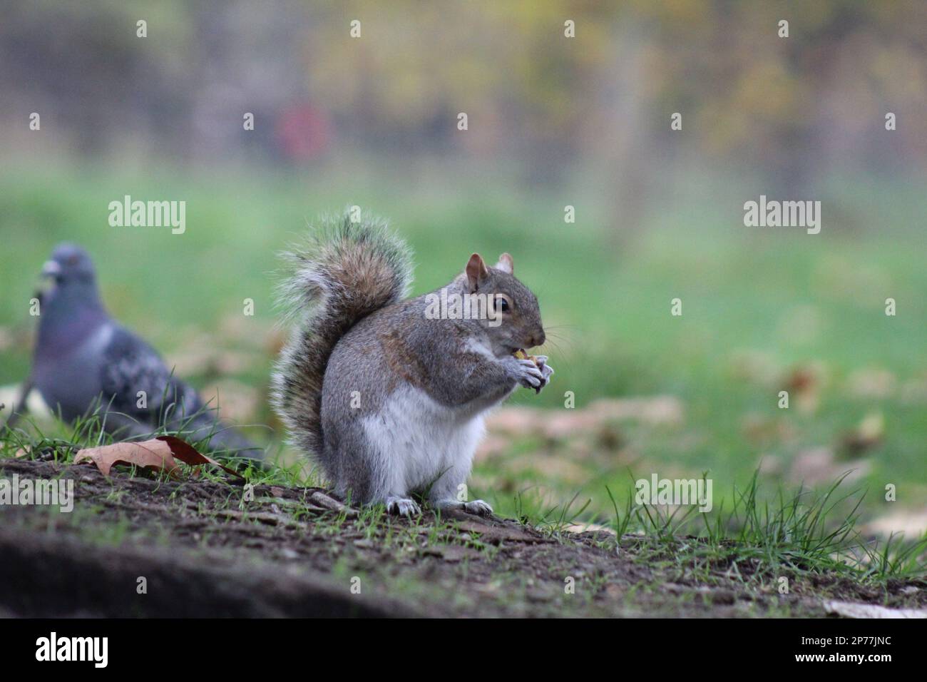 Squirrels in green park london hi-res stock photography and images - Alamy