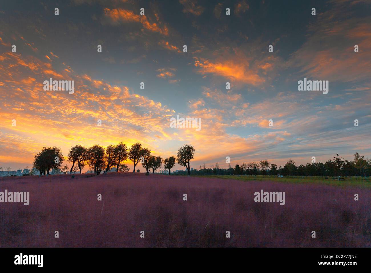 Gardens and forest parks in the morning hi-res stock photography and ...