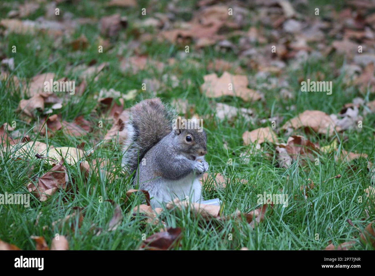 Squirrels in green park london hi-res stock photography and images - Alamy