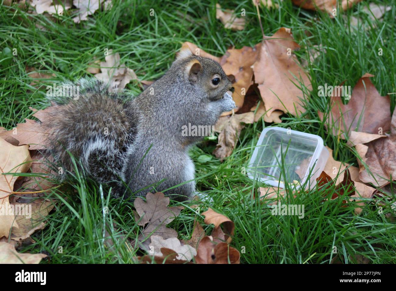 Squirrels in london parks hi-res stock photography and images - Alamy