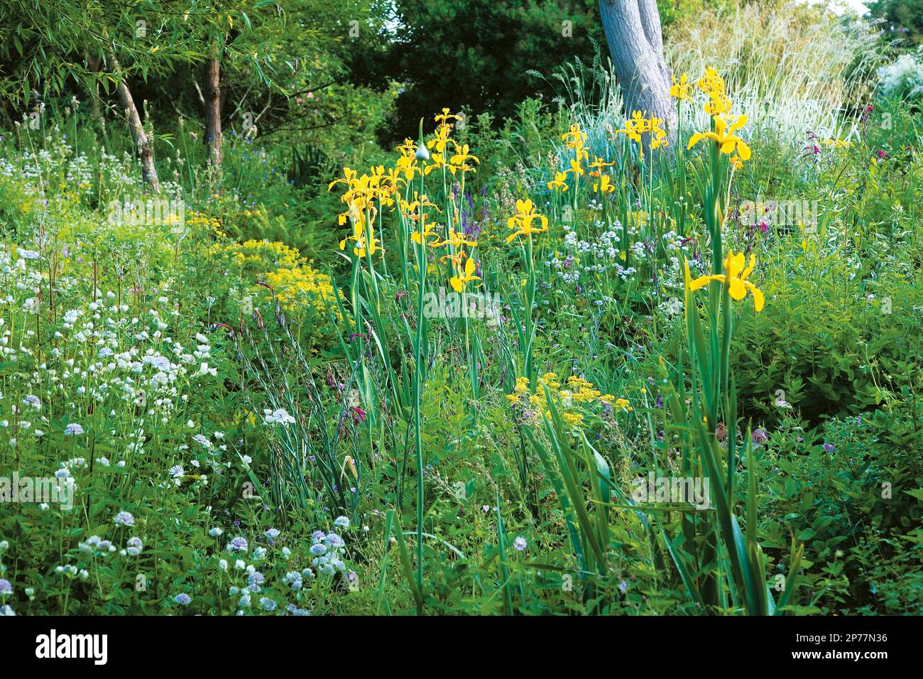 Spring bulbs border hi-res stock photography and images - Alamy
