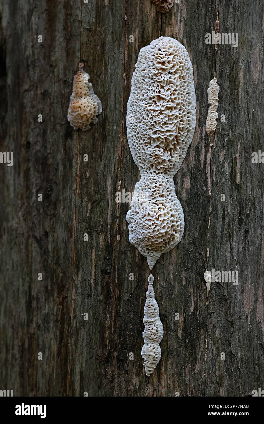 Pycnoporellus alboluteus, commonly known as the orange sponge polypore ...